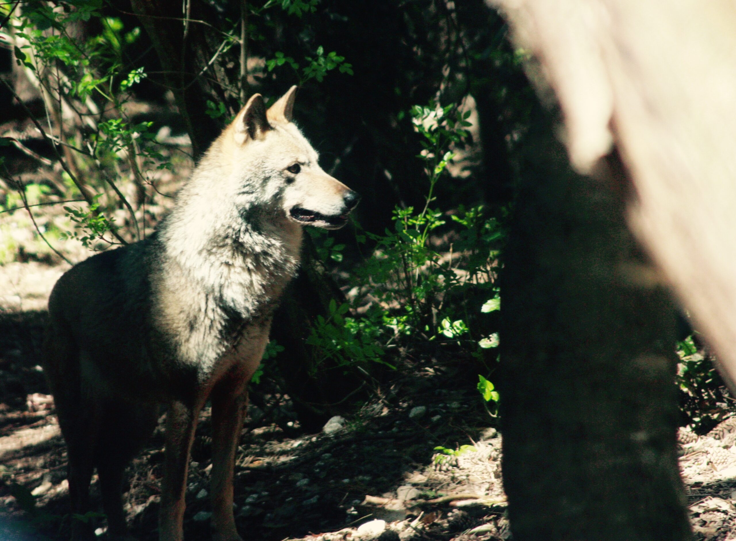 Short Wolfweekend « Wolftour | Tour Operator in Abruzzo